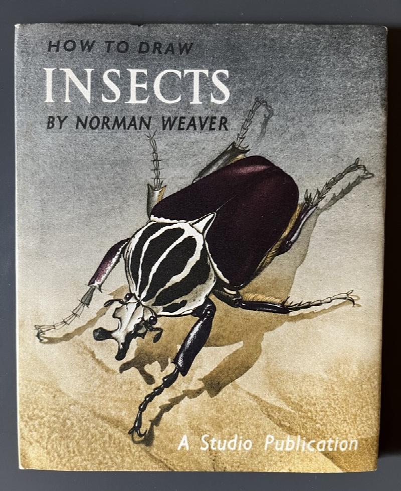 How to Draw Insects